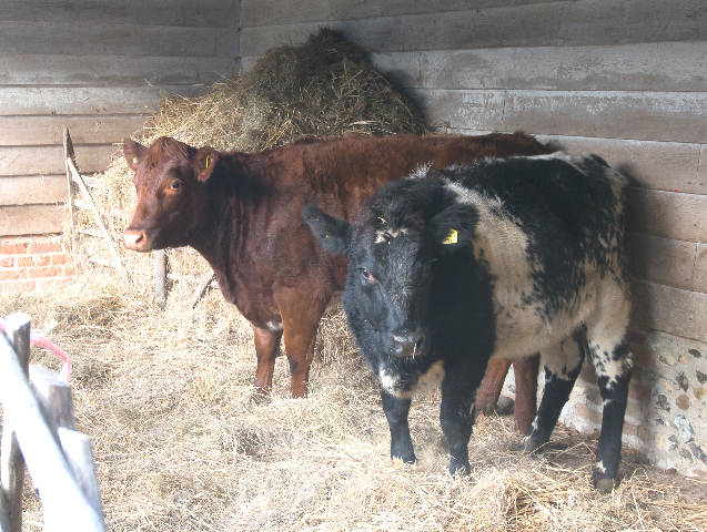 OLYMPUS DIGITAL CAMERA | Chorleywood Magazine